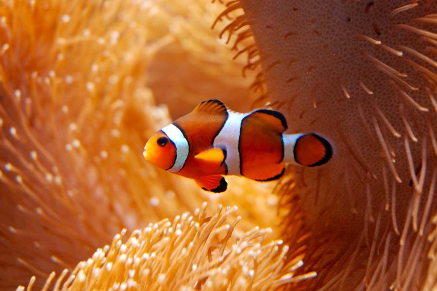 Coral Reef Fish: Discover 15 Beautiful Species | Citrus Reef