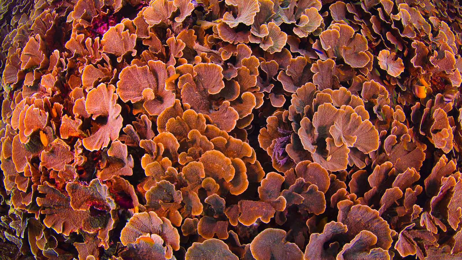 10 Amazing Coral Reef Facts | Citrus Reef