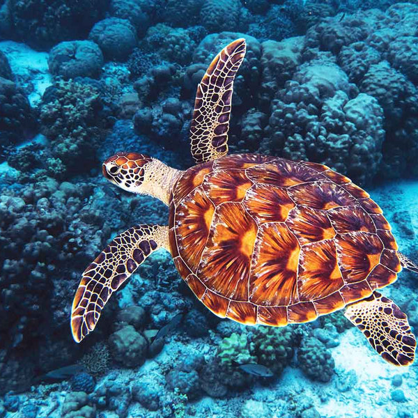 Coral Reef Animals Pictures