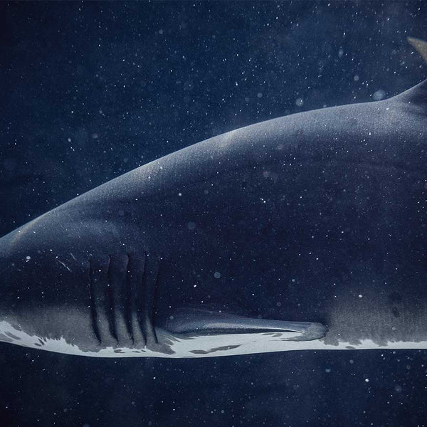 Fresh Water Shark Fish