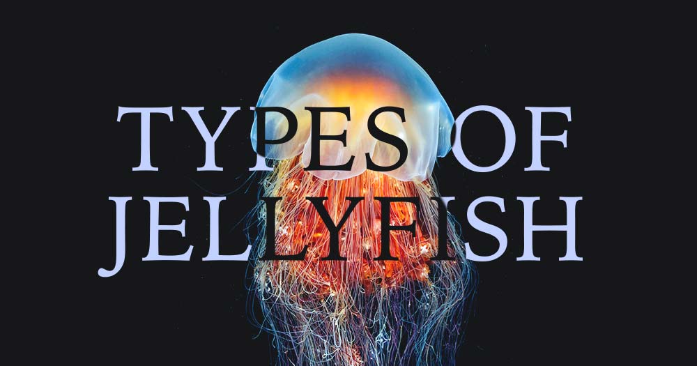 17 Types of Jellyfish: From Dangerous Stingers to Harmless Drifters ...