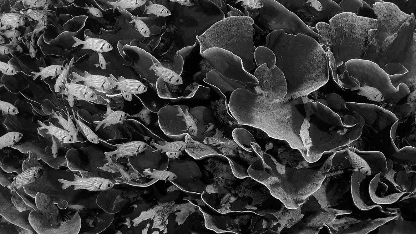 Ocean Accessories | Citrus Reef