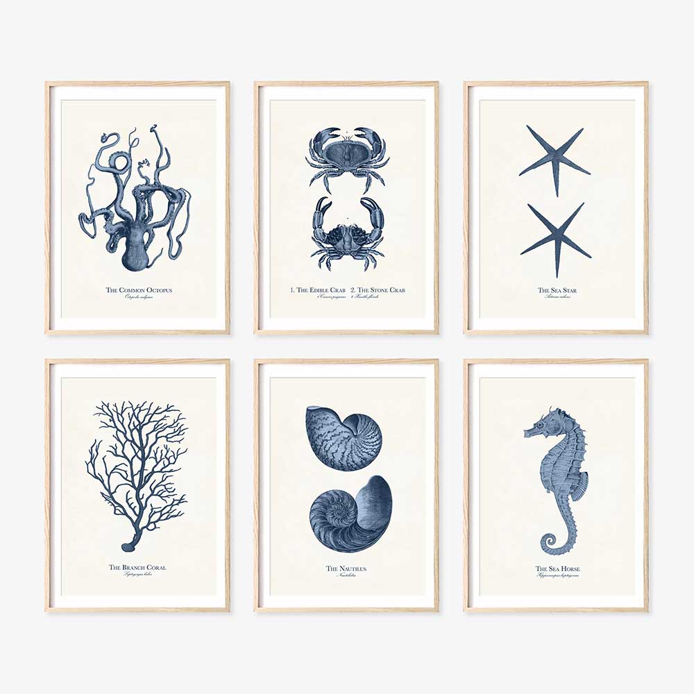 Vintage Sea Life Prints | Citrus Reef