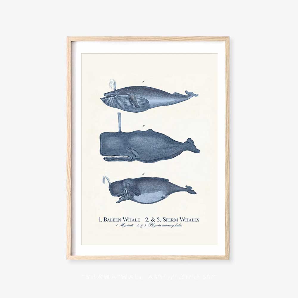 Vintage Sea Life Prints | Citrus Reef